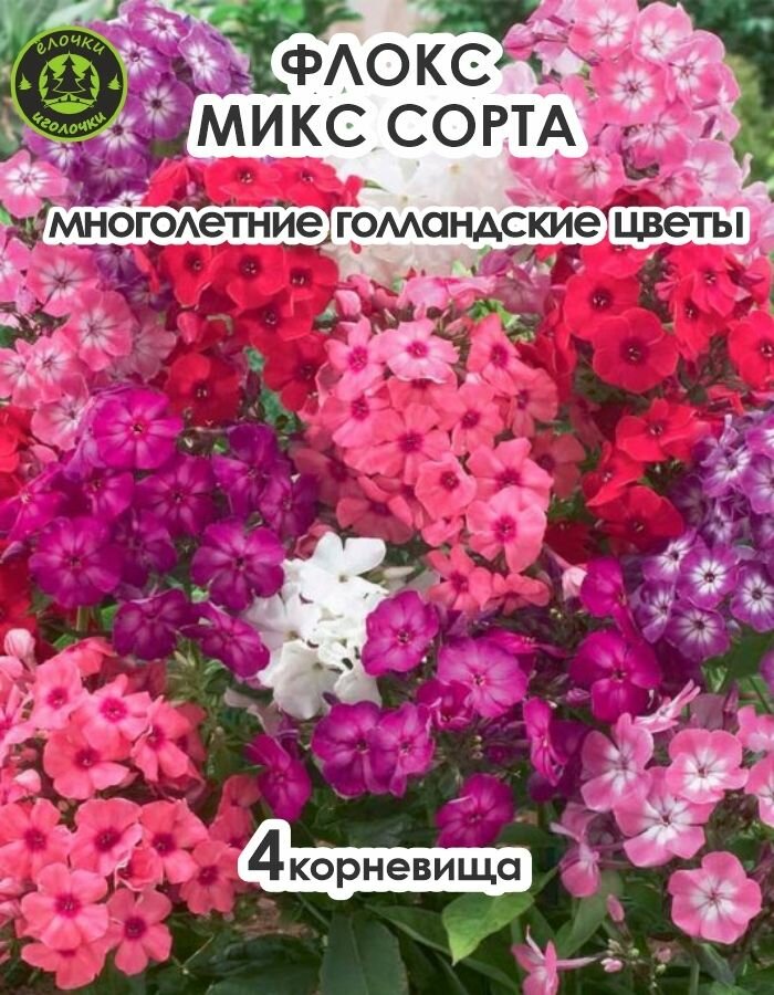 Флоксы Корневище, Микс сортов, 4 шт