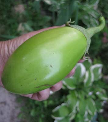 Семена Баклажана Зелёненький (0,2 гр.)