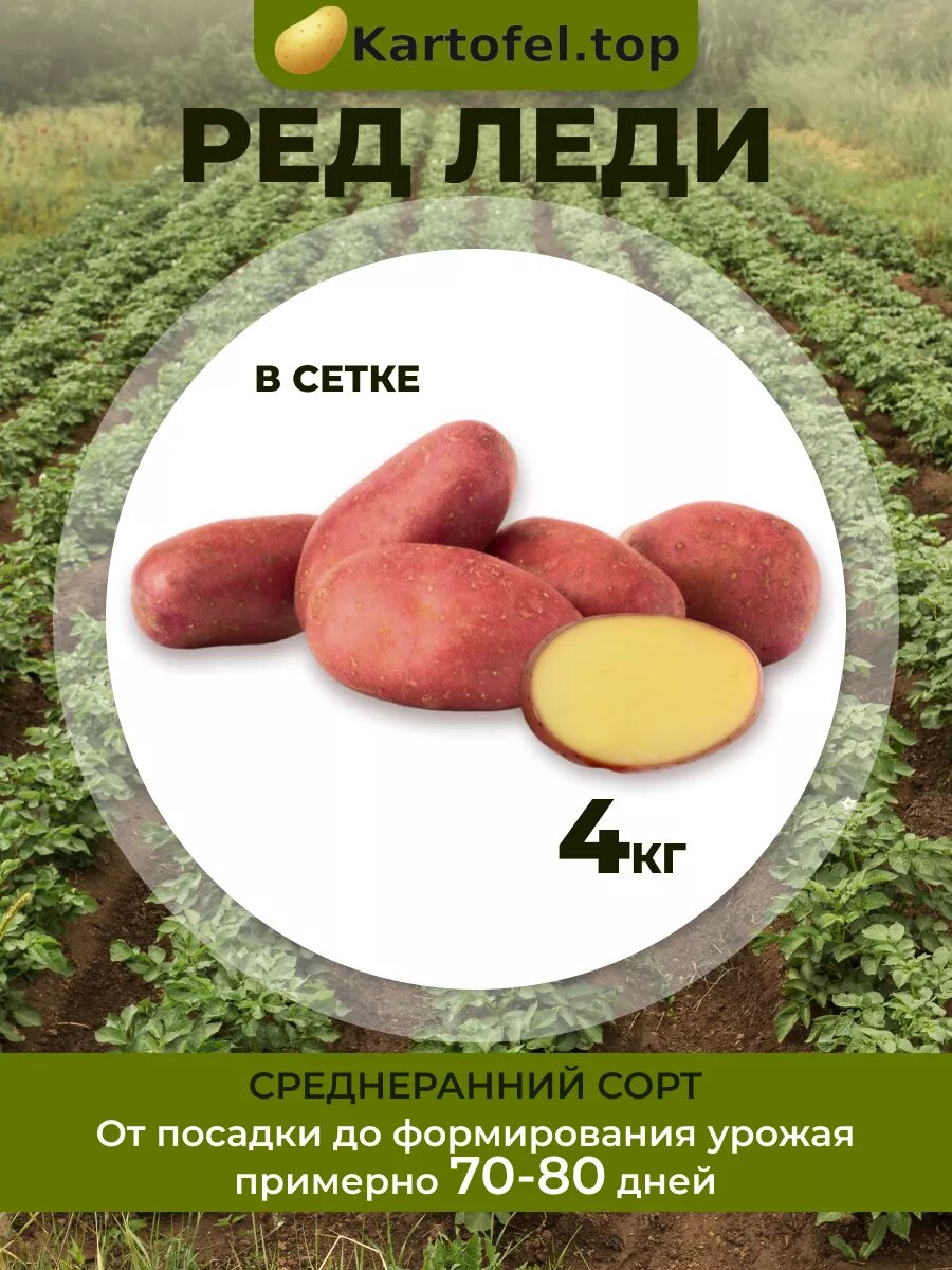 Картофель семенной Ред Леди 4кг