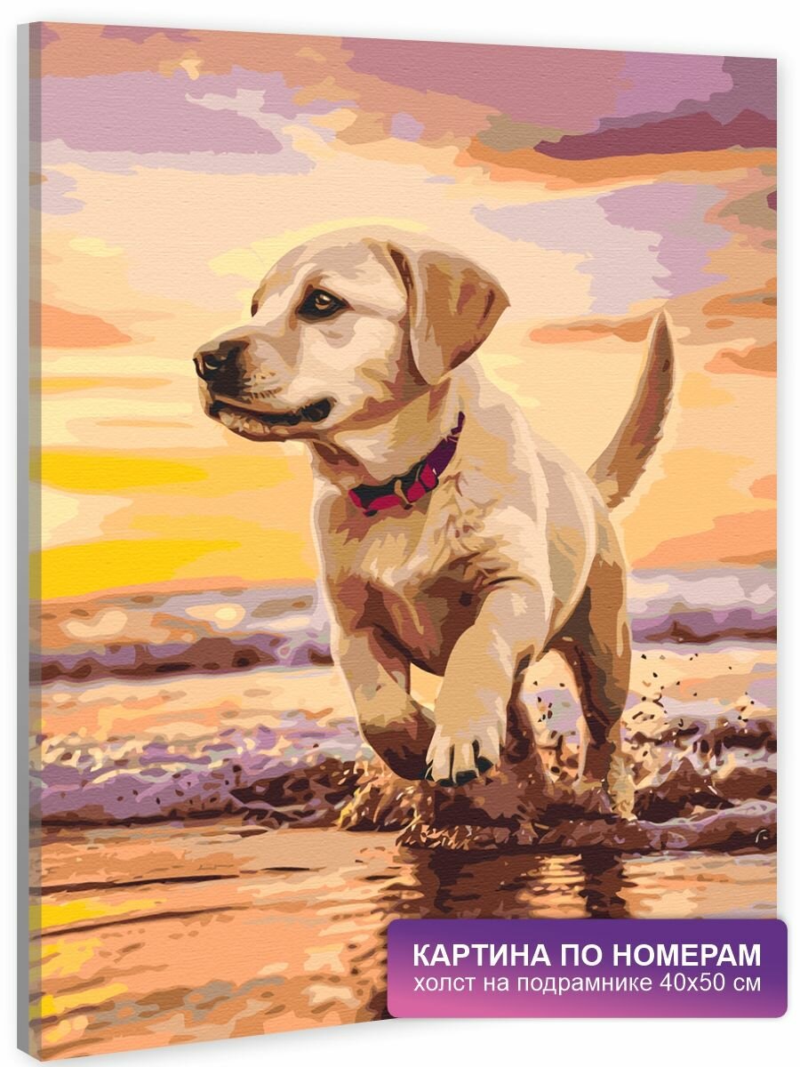 Картина по номерам на холсте с подрамником 40х50 см. Природа, животные, рыбы, птицы. Собаки, щенки. "Лабрадор", арт. 5316/