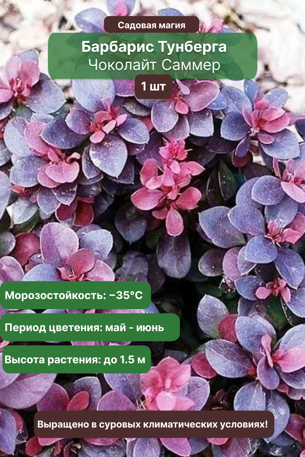 Барбарис тунберга "Чоколайт Саммер" / морозостойкий, декоративный сорт