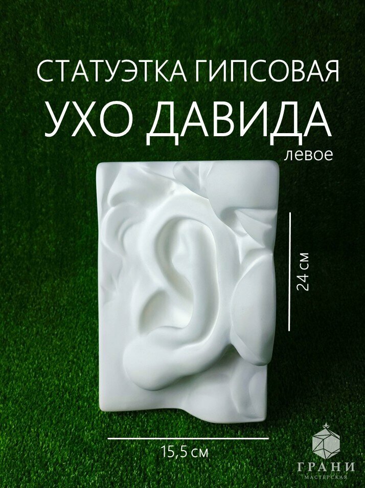 Статуэтка гипсовая "Ухо Давида левое", 24х16, учебное наглядное пособие для художников, украшение для интерьера