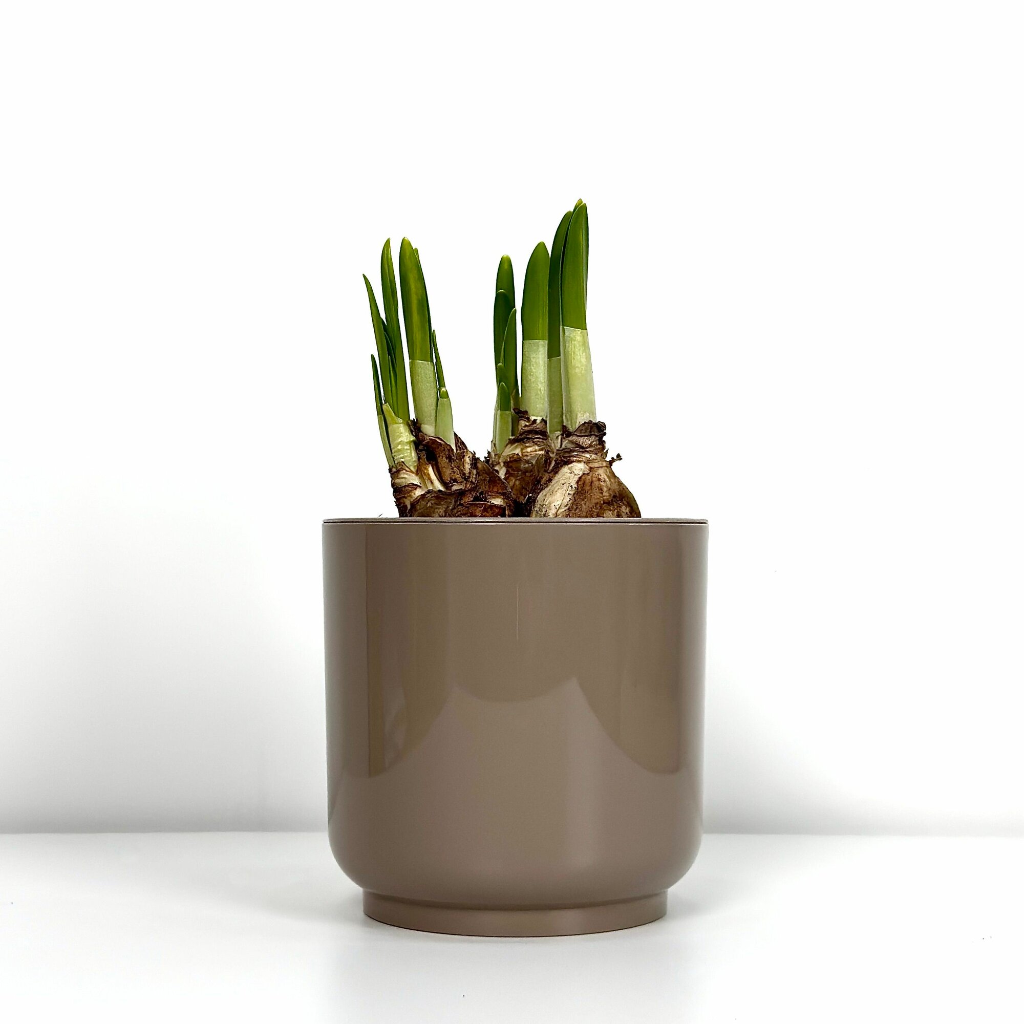 Нарцисс 3+ луковицы в пластиковом серо-коричневом горшке D13 см высота 20 см, живое растение