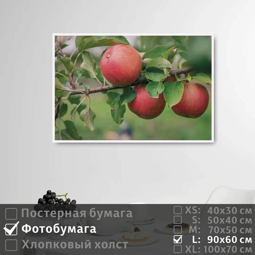 Постер на фотобумаге Красные Яблоки На Ветке Яблони 90х60 см ПолиЦентр