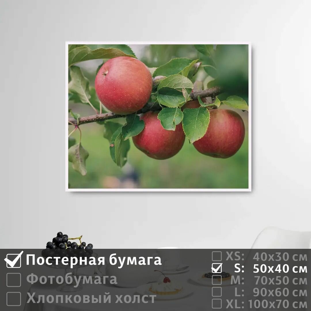 Постер на стену Красные Яблоки На Ветке Яблони 50х40 см ПолиЦентр