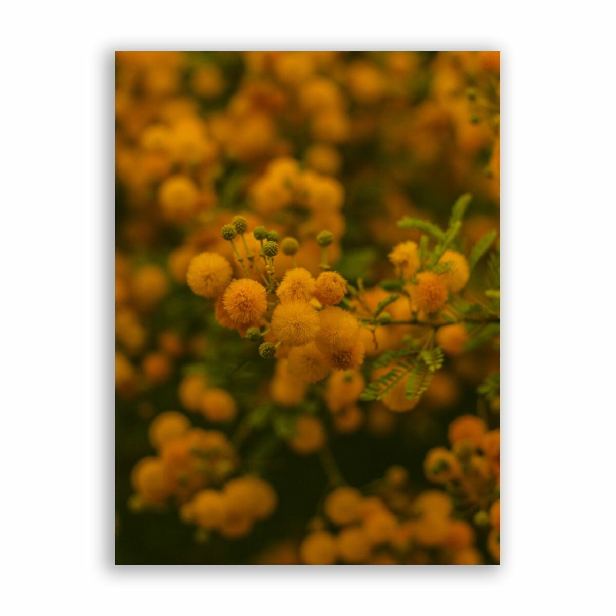 Постер цветы на бумаге / Мимоза / Размер 40 x 53 см