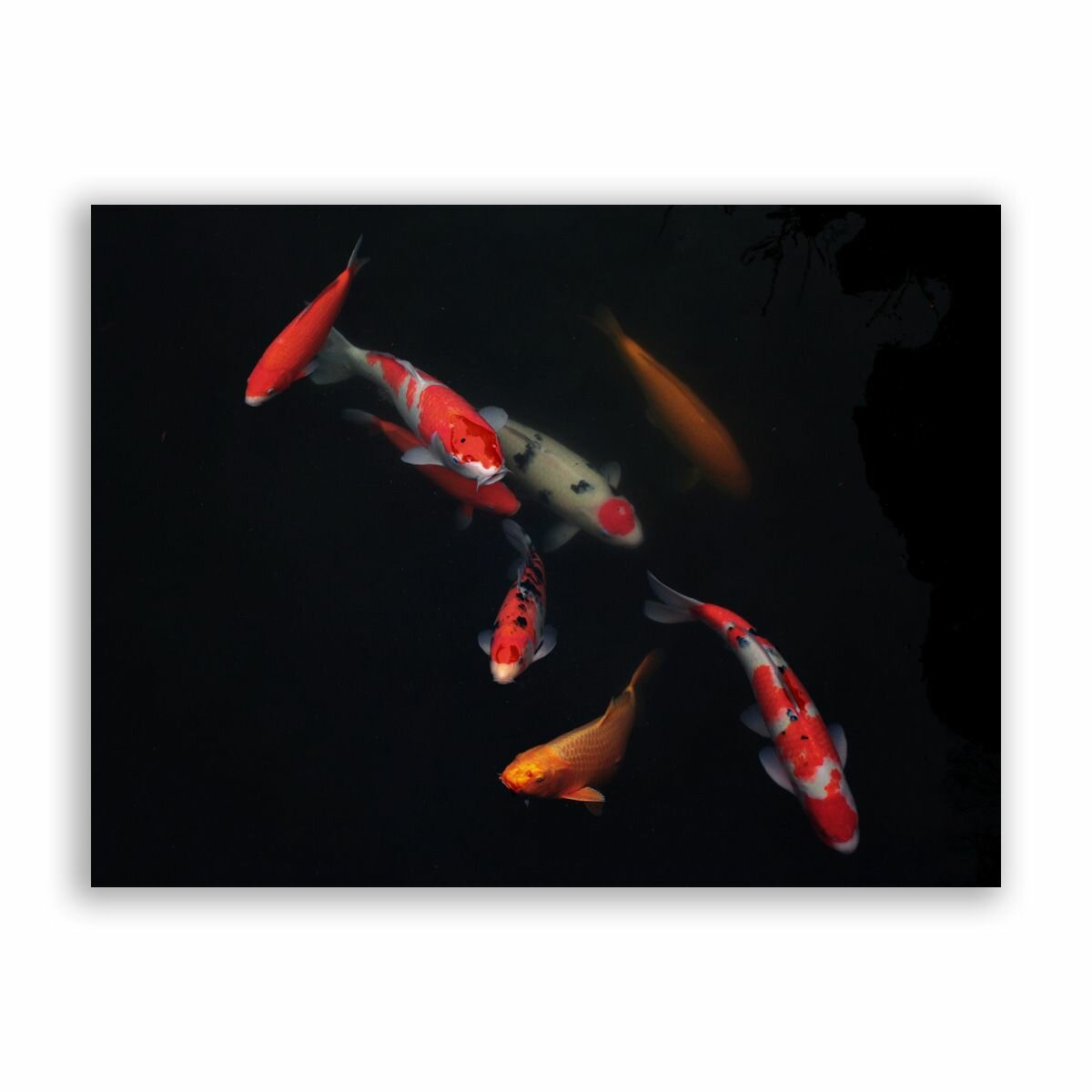 Постер, плакат на бумаге / Карпы кои / Размер 40 x 53 см