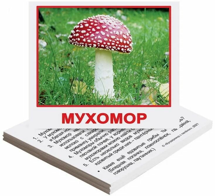 Обучающие карточки Домана Вундеркинд с пеленок "Мини-20. Грибы", 20 развивающих карточек 10х8 см