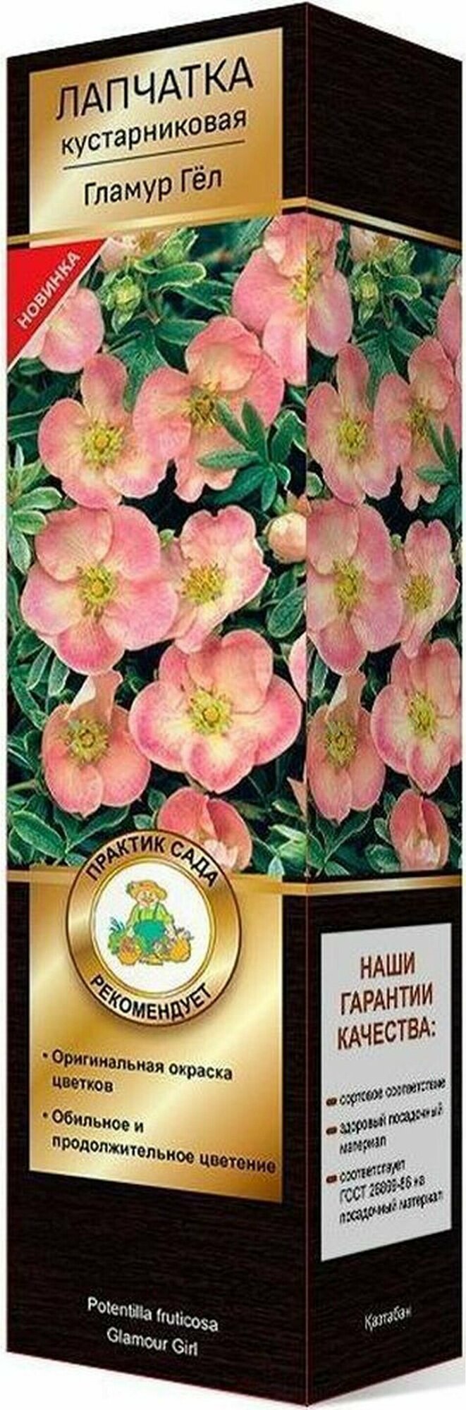 Саженец Лапчатка Гламур Гёл C1 H37