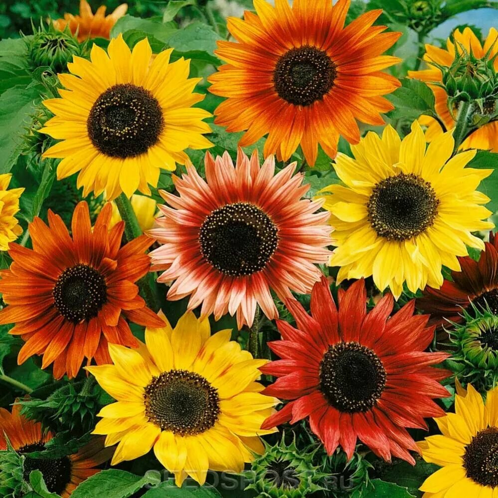 Семена подсолнечника "Осенний красавец"