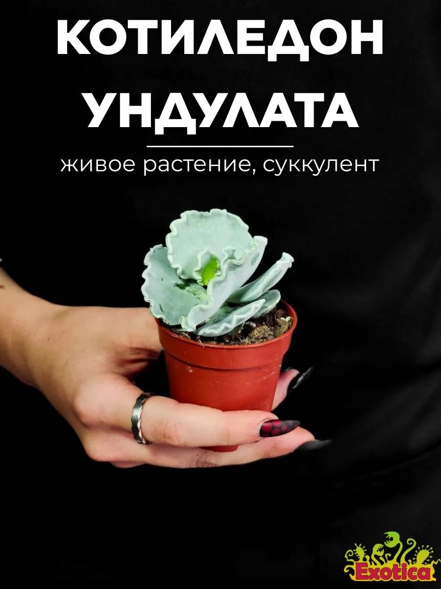 Котиледон Ундулата (Cotyledon Undulata) D5см, суккулент в горшке