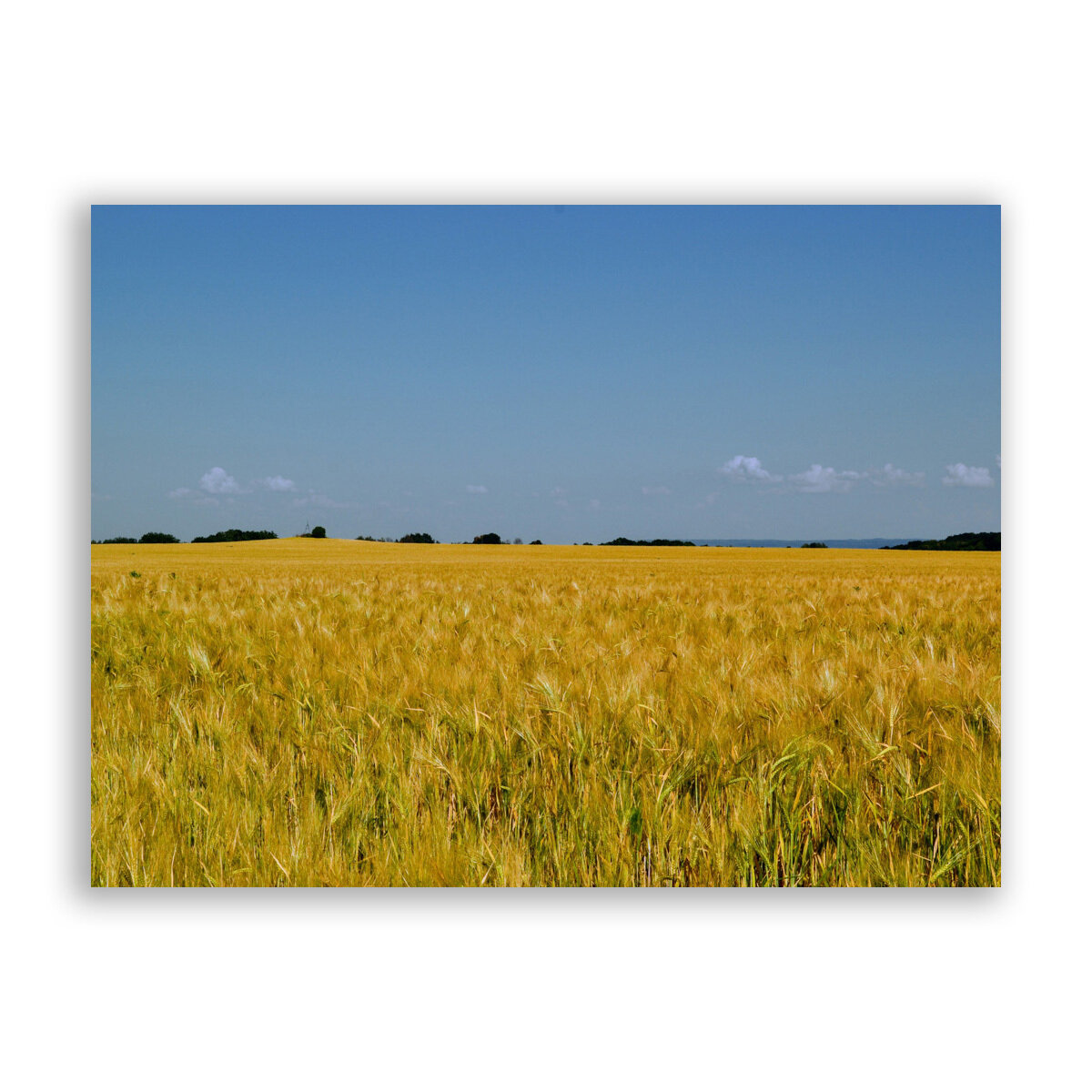 Постер, плакат на бумаге / Поле / Размер 30 x 40 см