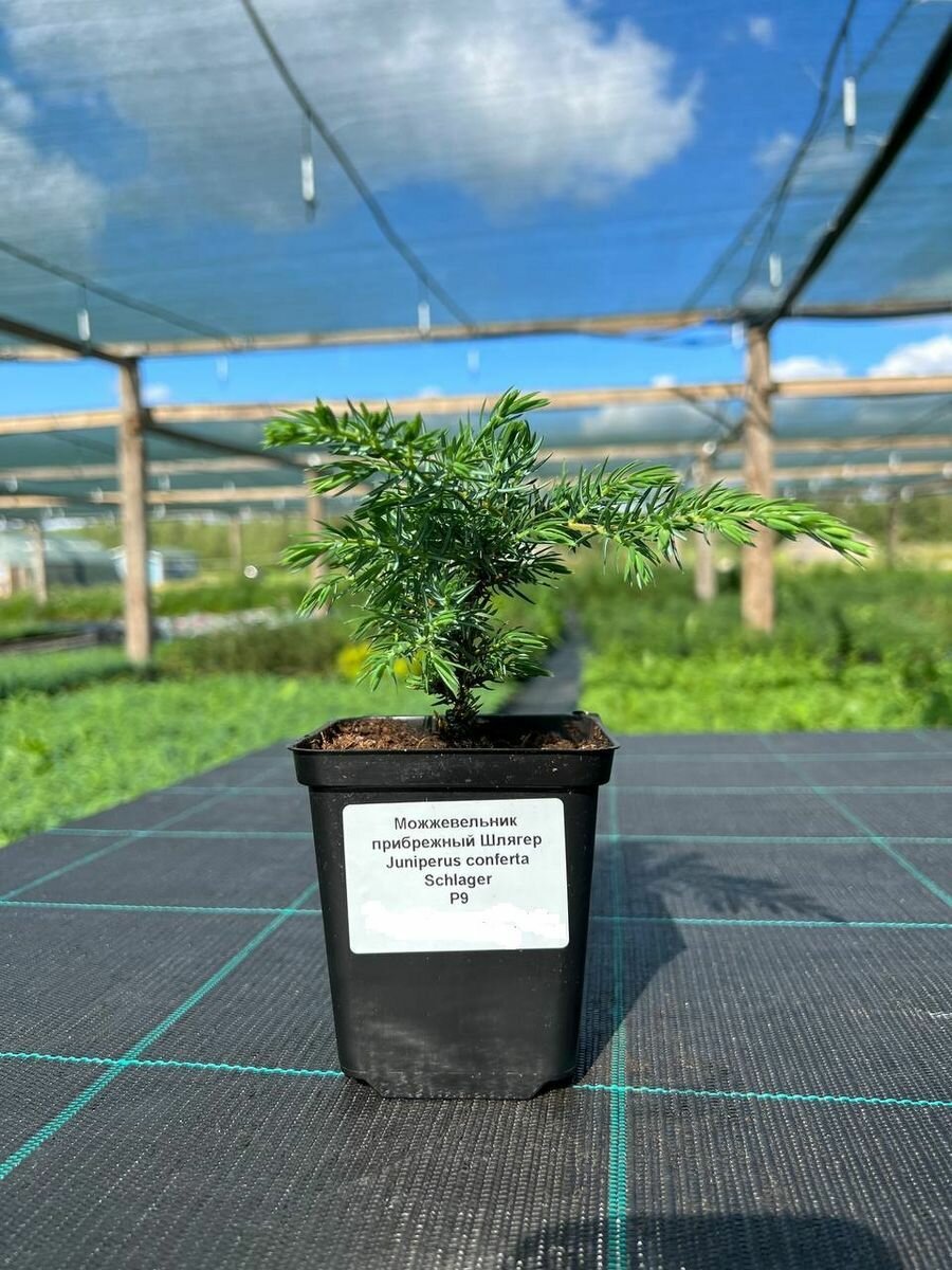 Можжевельник хвойный Шлягер
