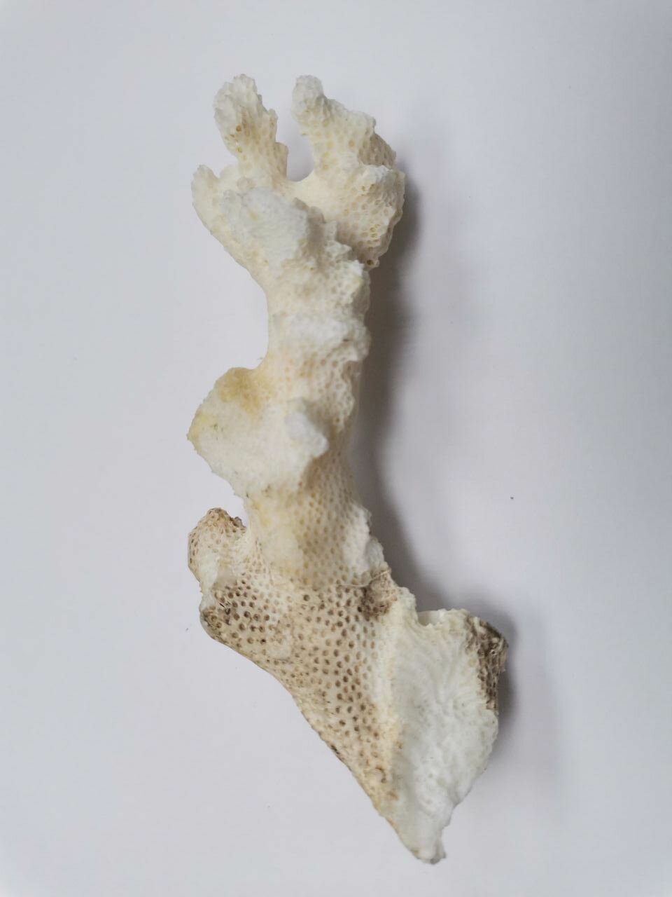 Минерал коралл 12*4 см