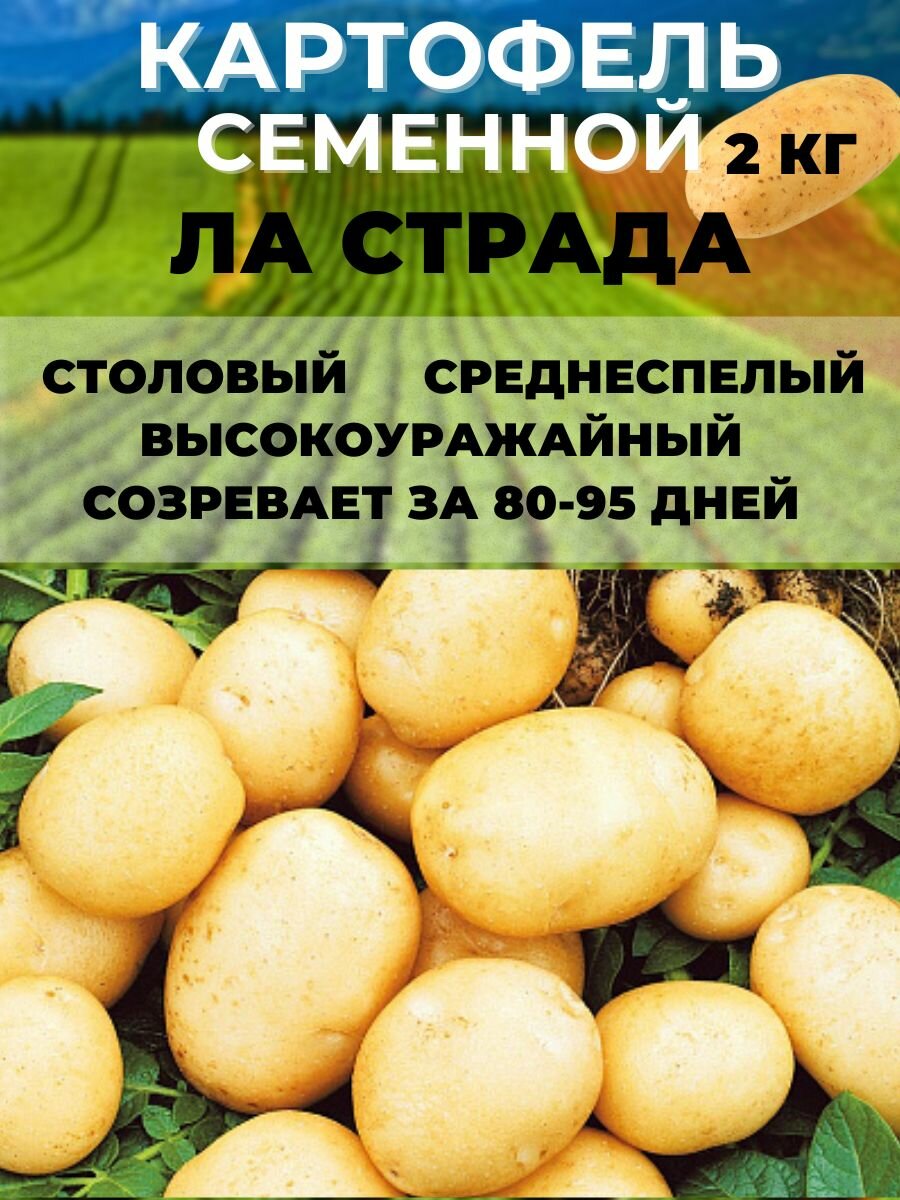 Картофель семенной