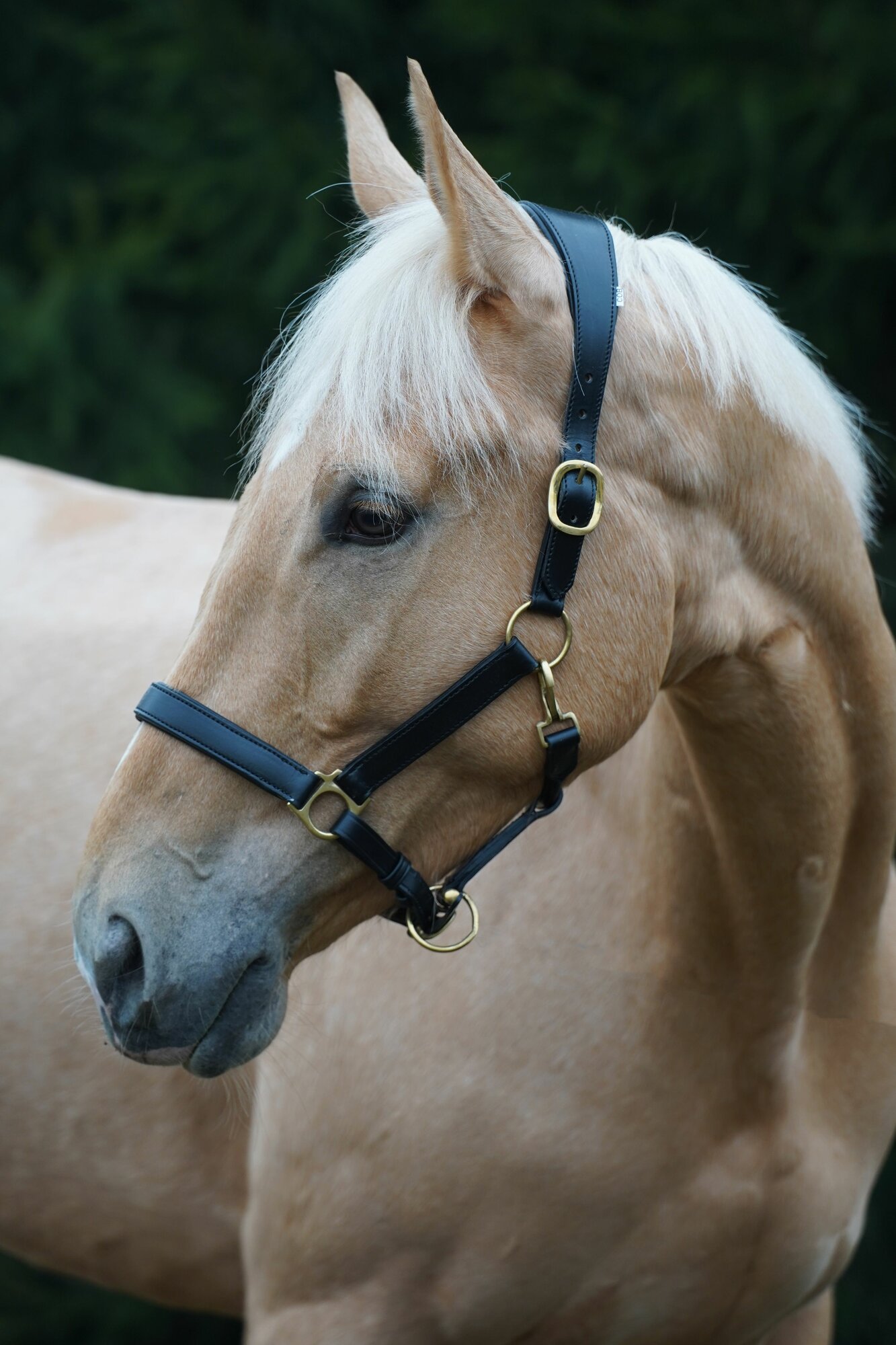 Sweethorse/Недоуздок для лошади натуральная кожа, черный, Full