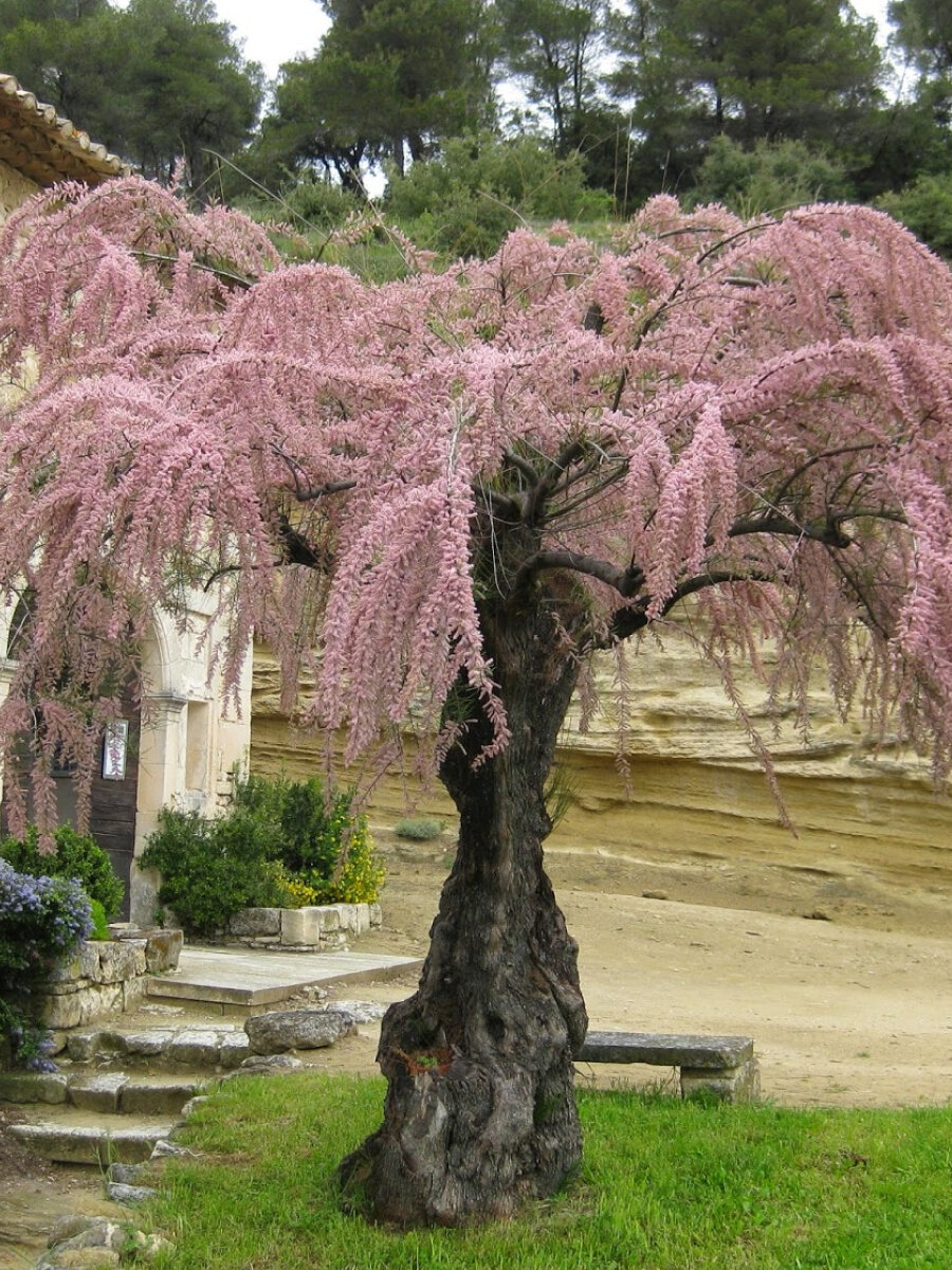 Тамарикс (Tamarix Parviflora) / морозостойкий, многолетний сорт