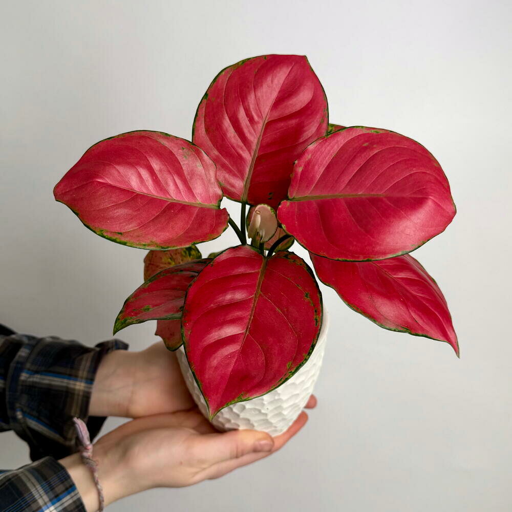 Комнатное растение живое, Аглаонема красная в горшочке, 25 см