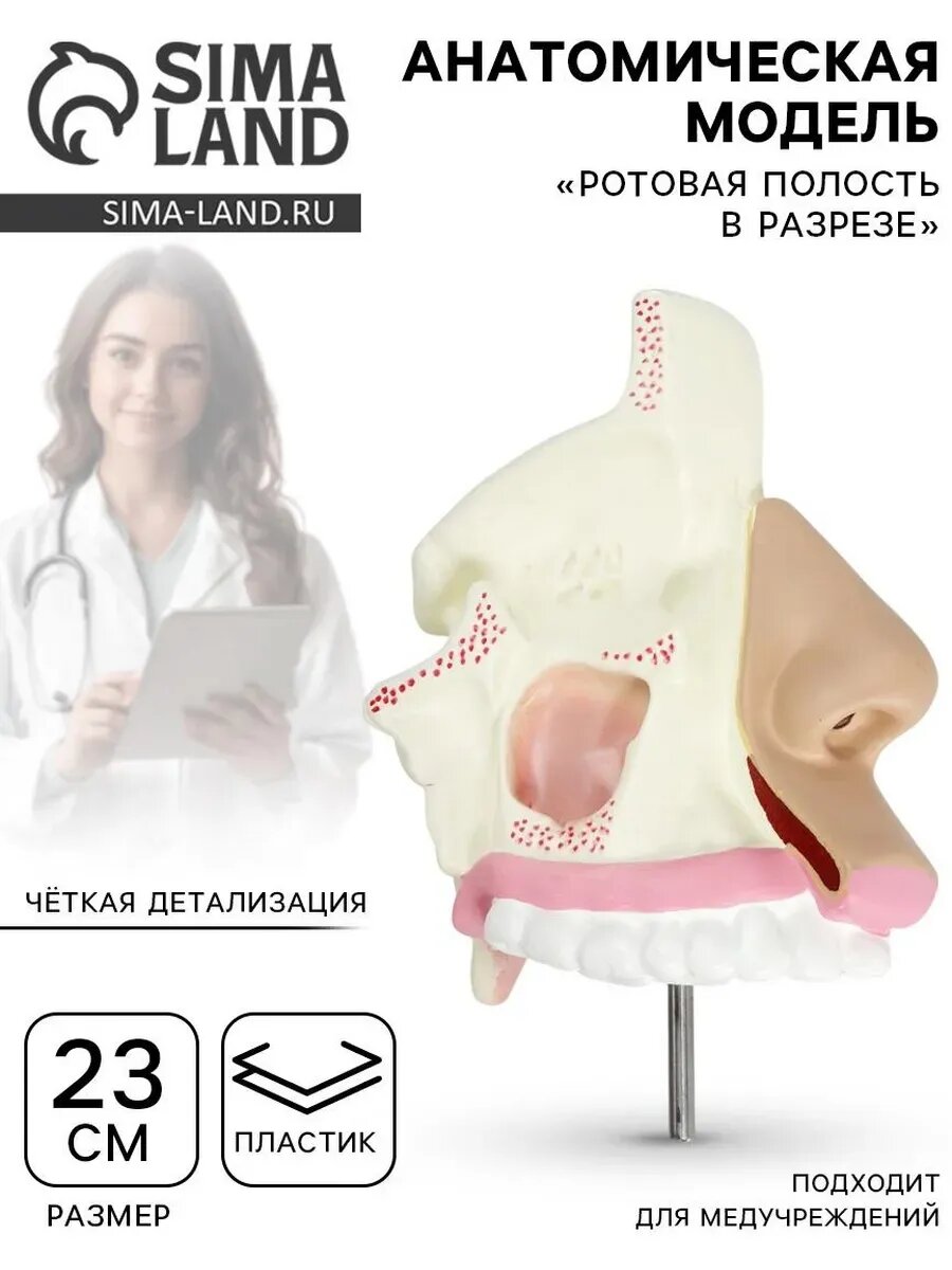 Анатомическая модель Ротовая полость