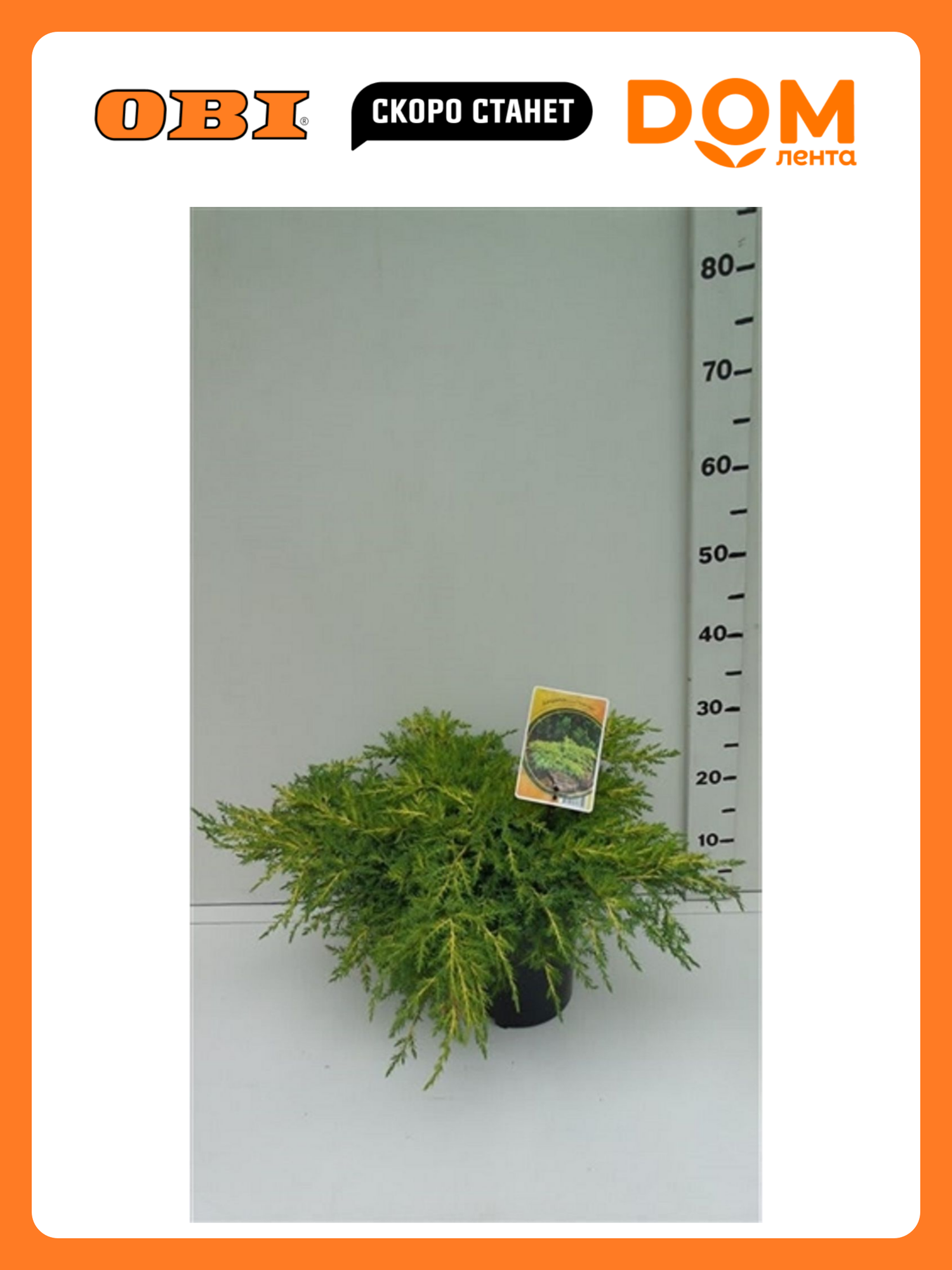 Можжевельник 4606500881529, китайский, Голдстар, многолетнее, декоративный, хвойные