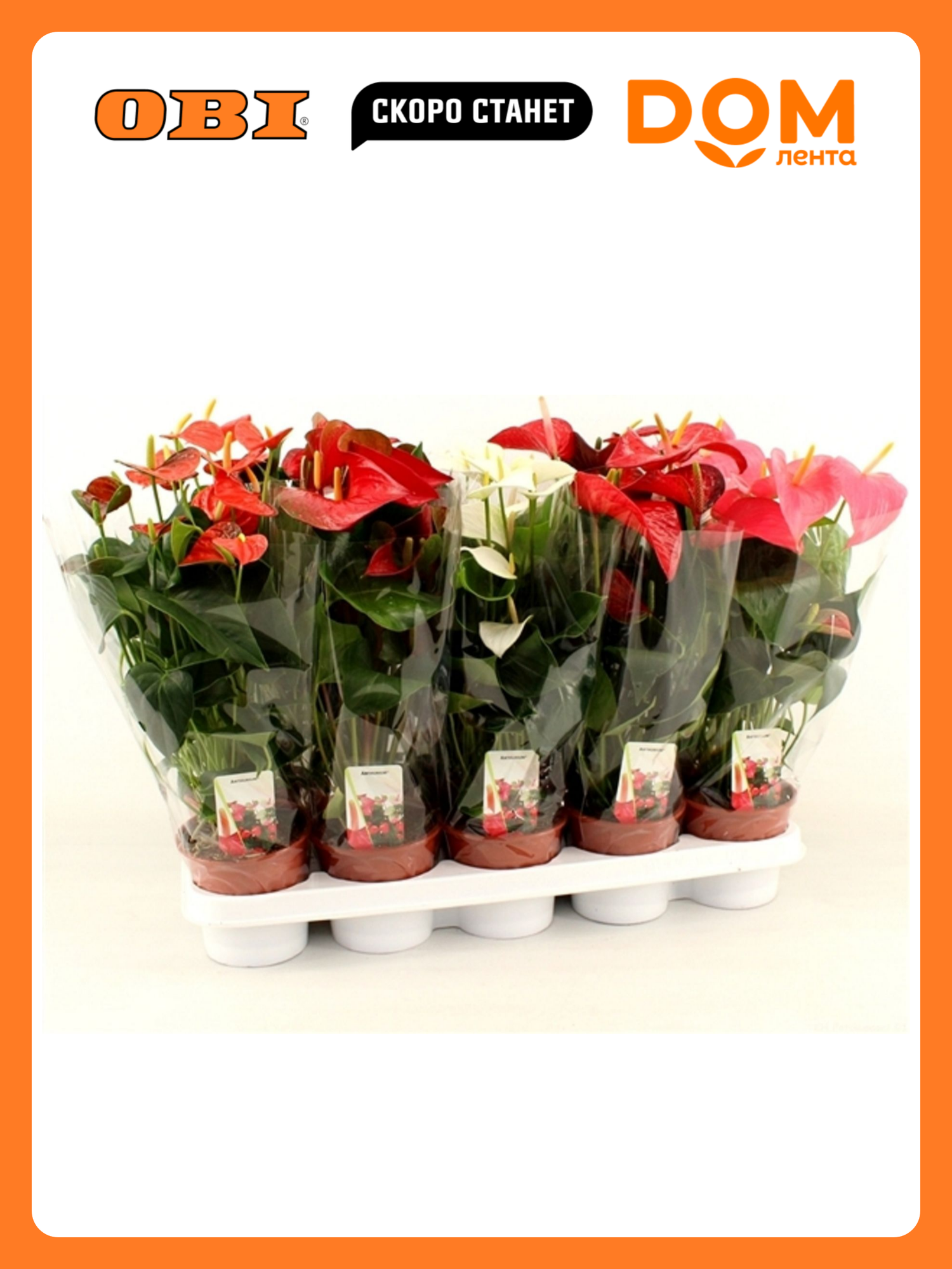 Антуриум Андреанум микс, 4 цвета, высота 40 см, диаметр горшка 12 см