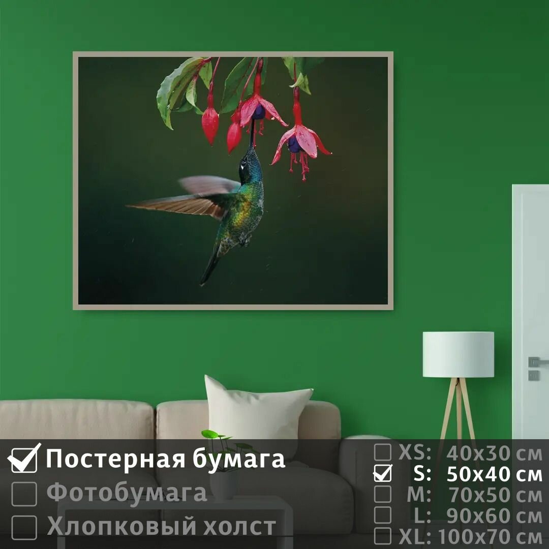 Постер на стену Колибри В Полете С Цветками Фуксии 50х40 см ПолиЦентр