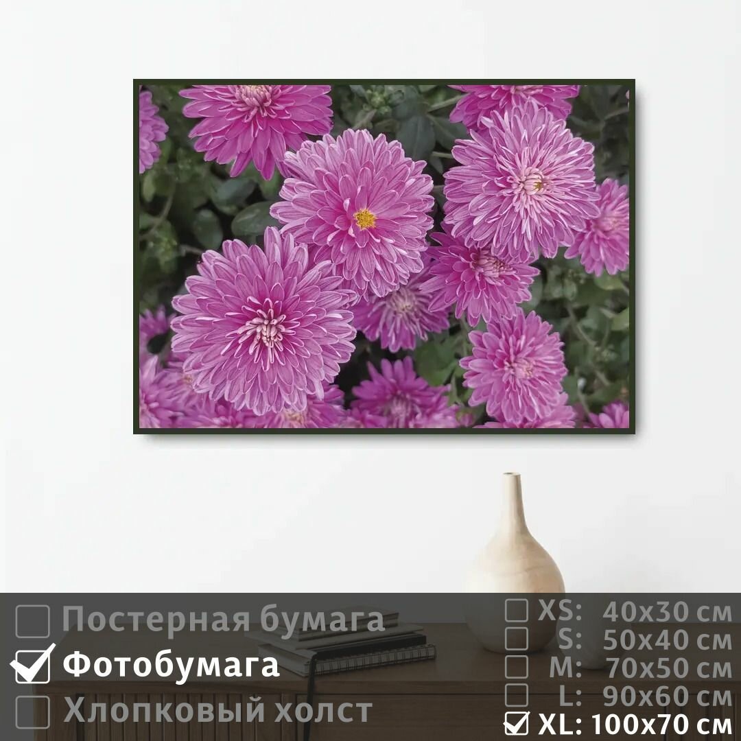 Постер на фотобумаге Нежные Хризантемы 100х70 см ПолиЦентр