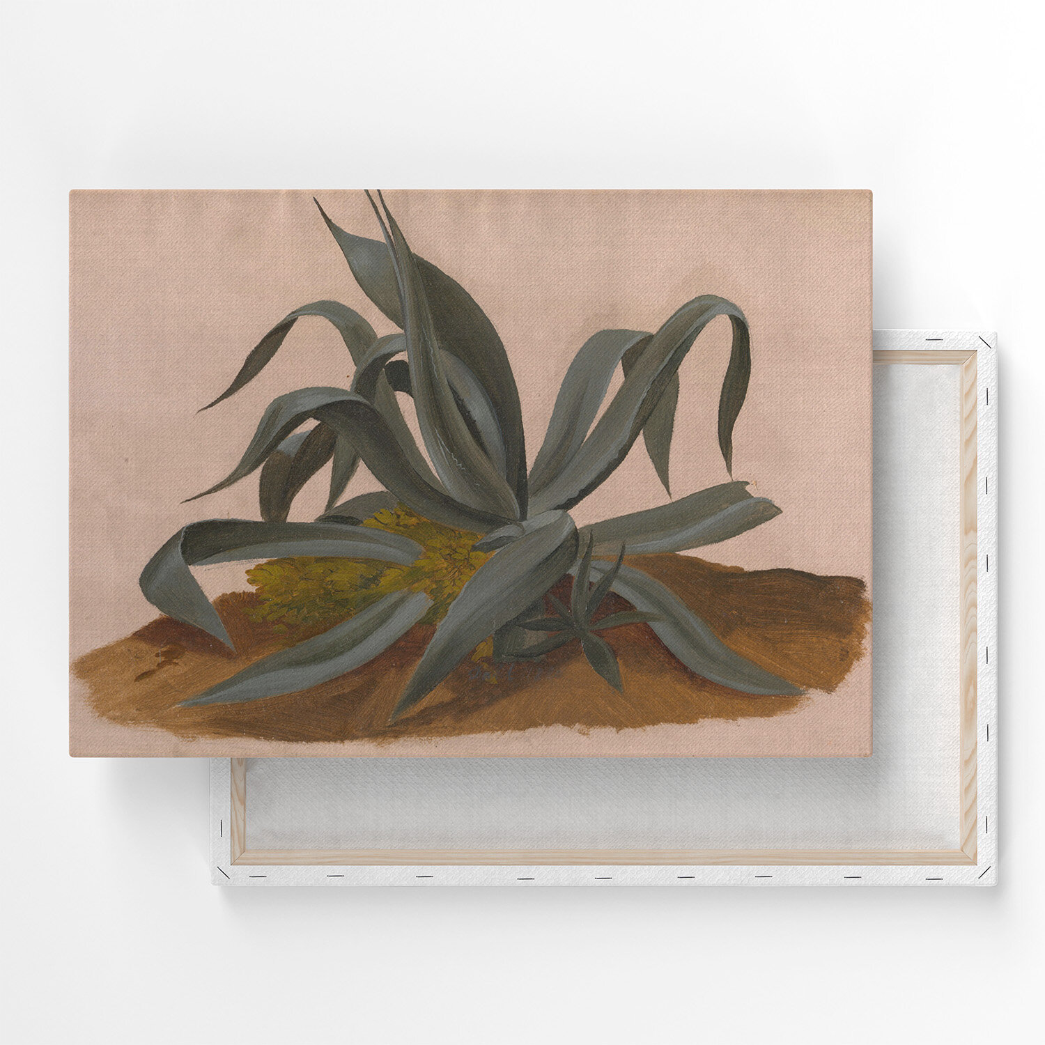 Картина на холсте, репродукция / Юхан Кристиан Даль - Study of an Agave / Размер 30 x 40 см