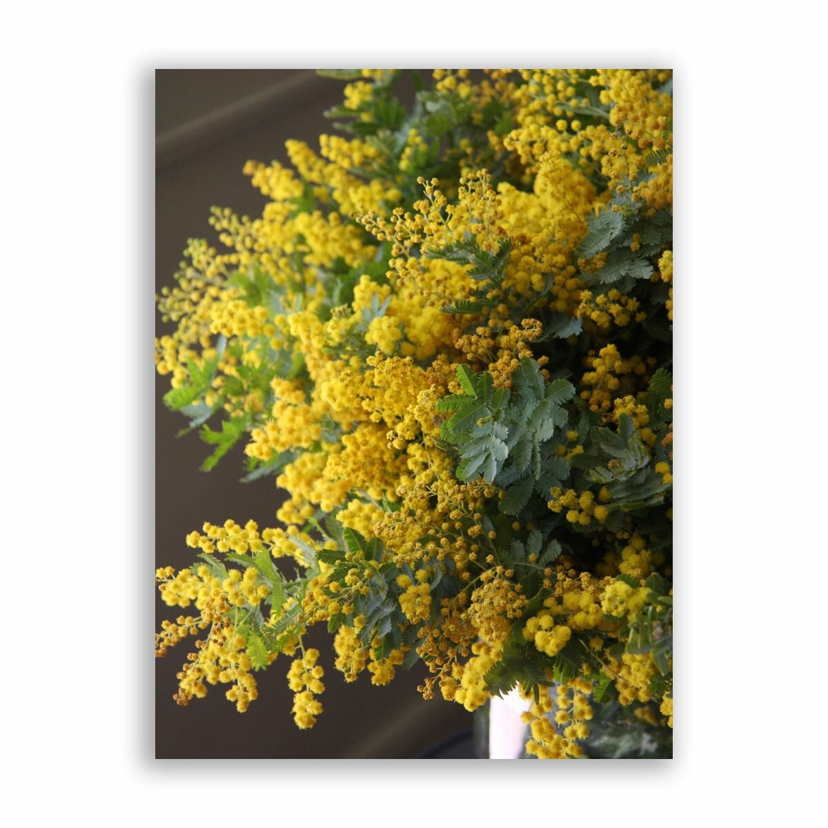 Постер цветы на бумаге / Мимоза / Размер 30 x 40 см