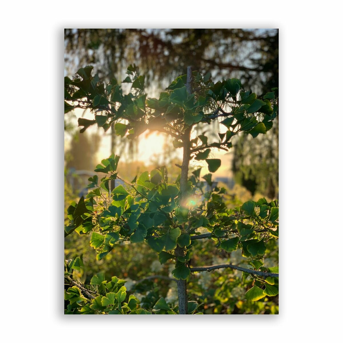 Постер, плакат на бумаге / Гинко / Размер 30 x 40 см
