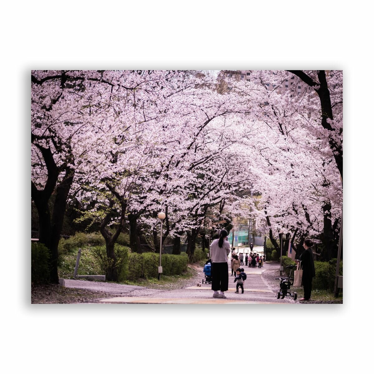 Постер, плакат на бумаге / Сакура / Размер 60 x 80 см