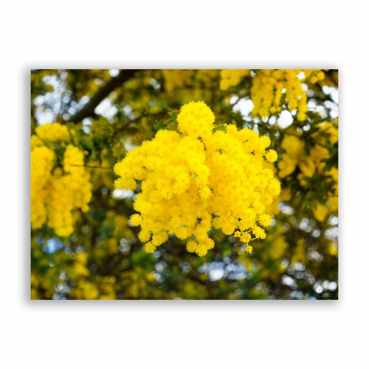 Постер цветы на бумаге / Мимоза / Размер 30 x 40 см