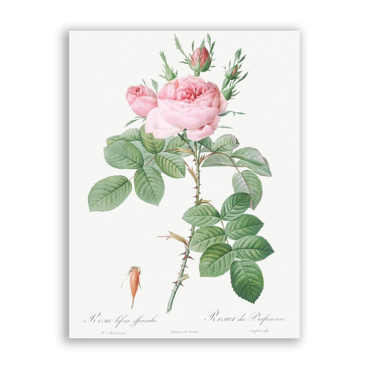 Картина на холсте, репродукция / Пьер-Жозеф Редуте - Rosa bifera officinalis / Размер 40 x 53 см