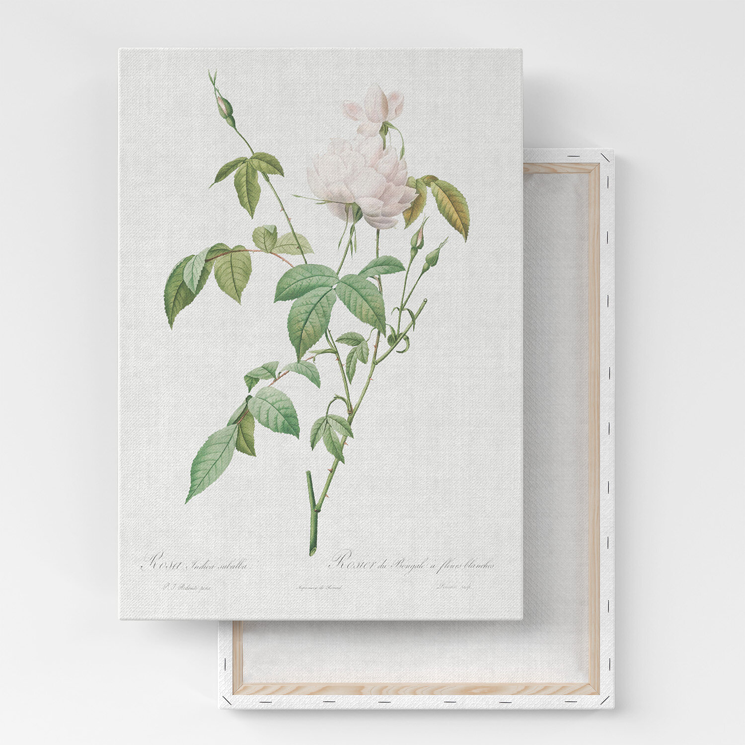 Картина на холсте, репродукция / Пьер-Жозеф Редуте - Variety of Monthly Rose / Размер 30 x 40 см