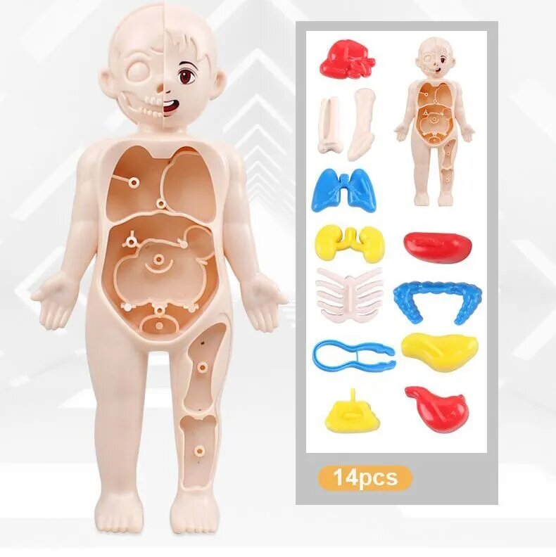 Развивающая детская 3d-головоломка, модель анатомии человеческого тела, обучающий набор для ребенка.