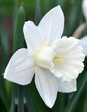 Нарцисс ботанический Тото 5шт