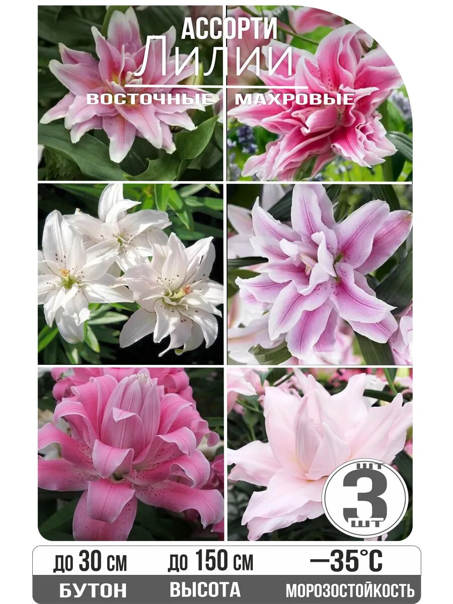 Лилия Микс сортов восточные, махровые, многолетние 3 шт высота 150 см.