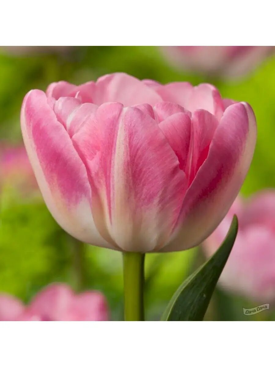 Тюльпан махровый поздний Апстар, 3 лук