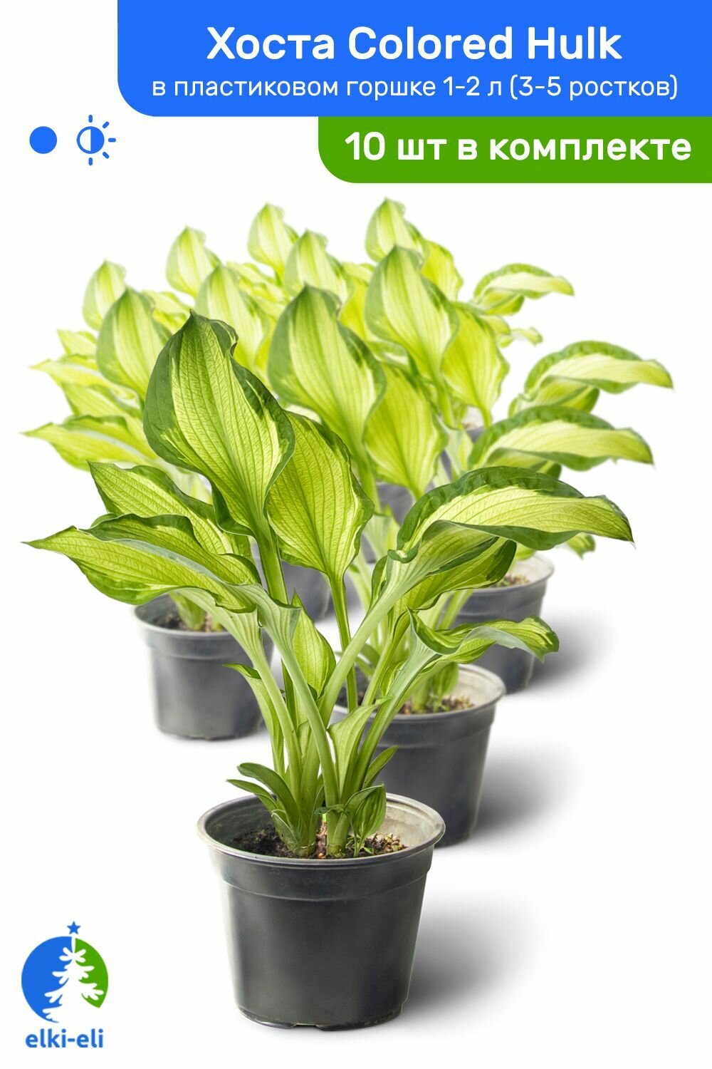 Хоста Colored Hulk (Колоред Халк) в пластиковом горшке 1-2 л, травянистый многолетник, саженец, комплект из 10 шт