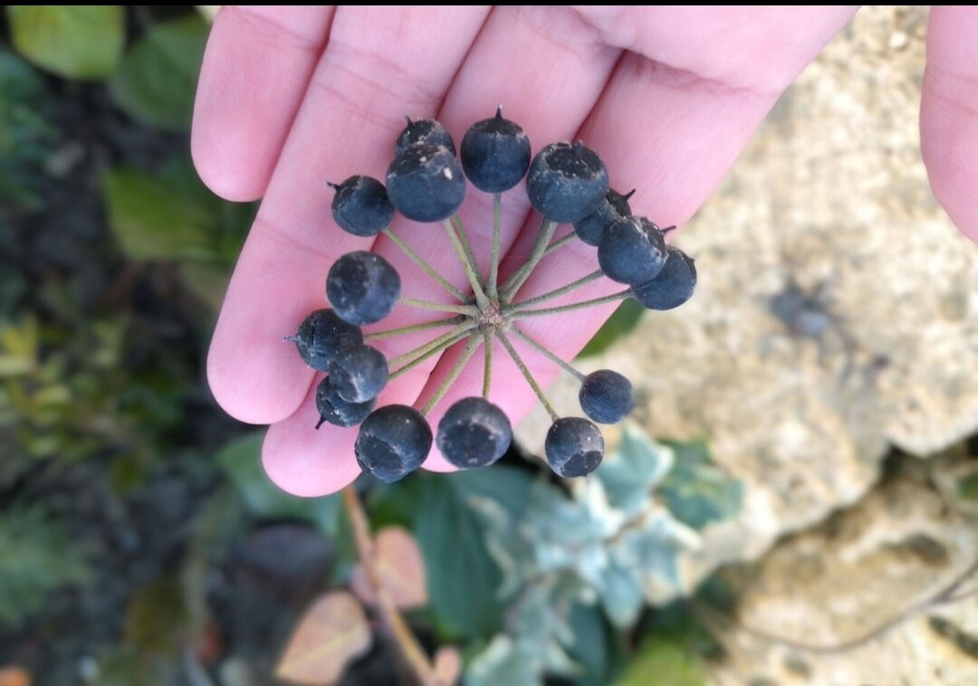 Лиана ( плющ вечнозелёный) семена 20 шт . Сбор 2025г. + подарок!