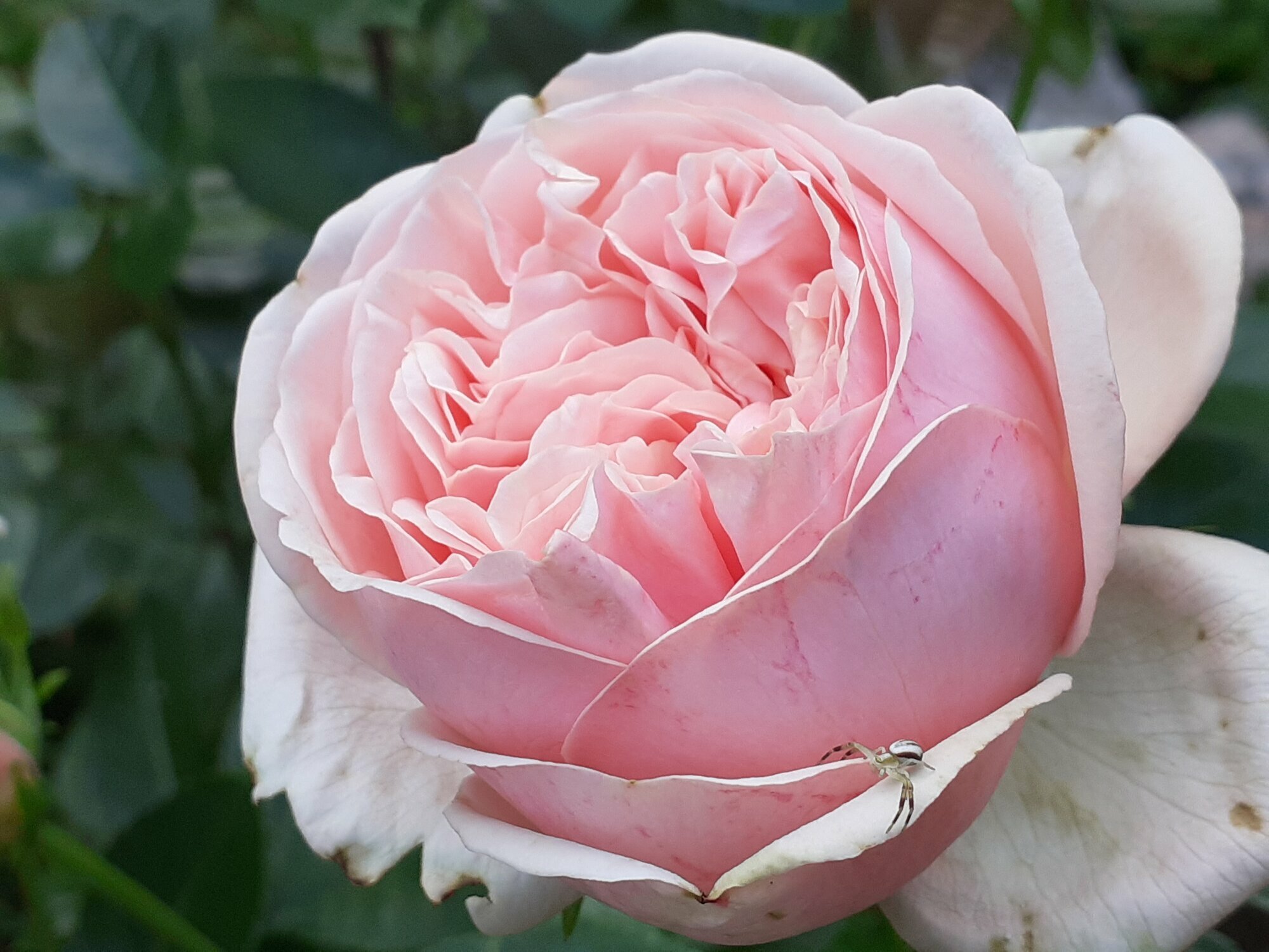 Роза чайно-гибридная "Афродита", многолетняя, высота 30см, 2шт