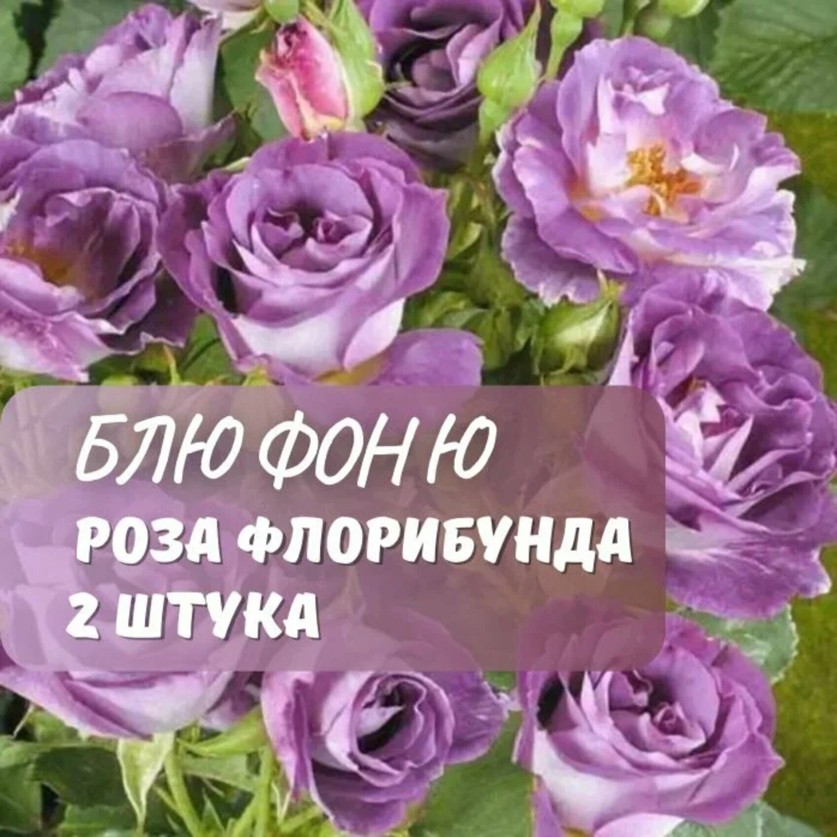 Роза флорибунда Блю фо Ю (Blue for You) 2 шт / роз, ароматные