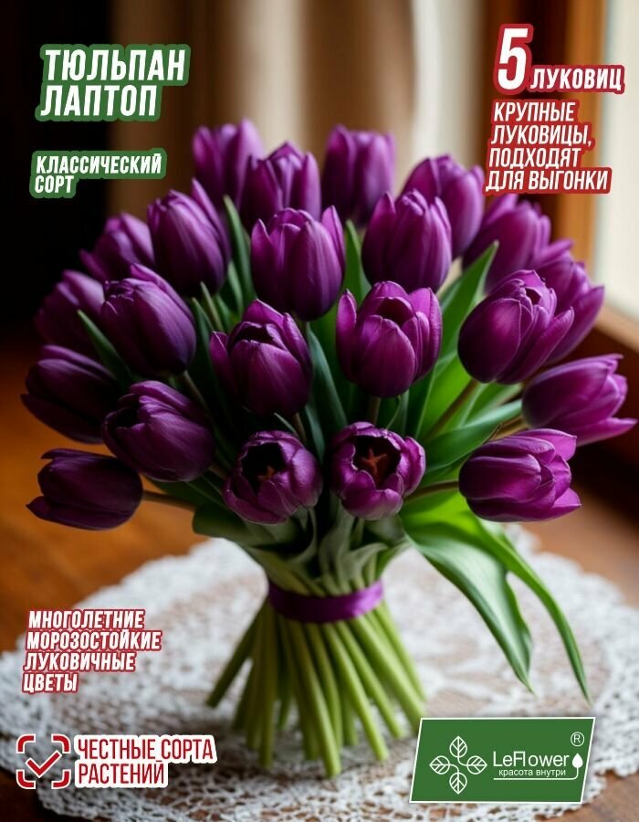 Тюльпан Луковица, Лаптоп, 5 шт крупные