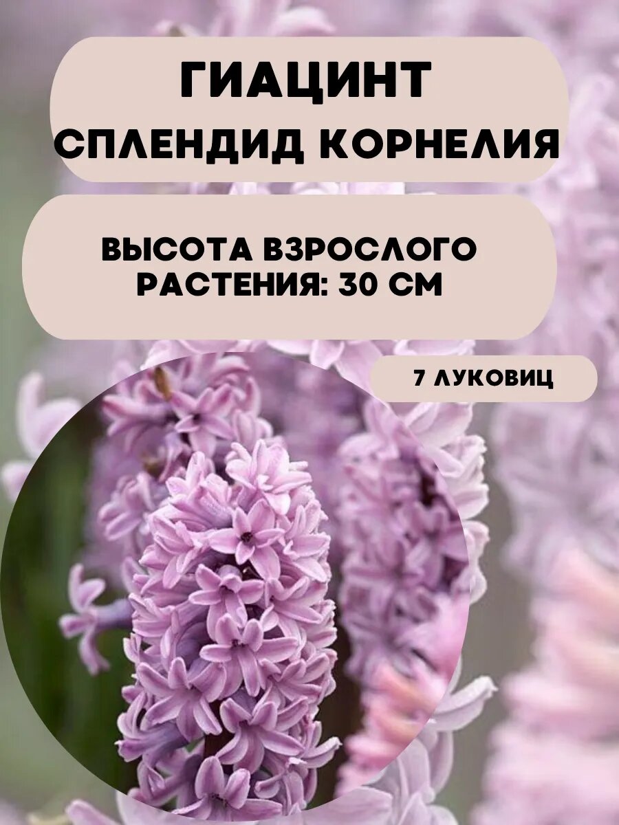 Гиацинт многолетний Луковицы растений