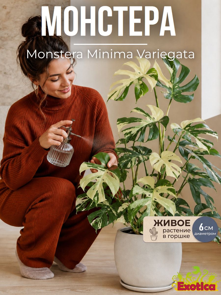 Монстера Минима Вариегатная (Monstera Minima Variegata) D6см, комнатное растение
