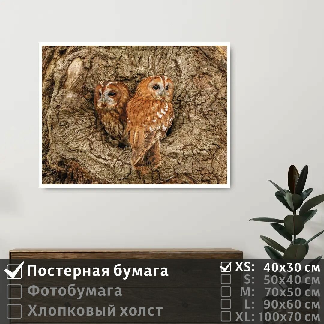 Постер на стену Две Совы В Дупле Дерева 40х30 см ПолиЦентр
