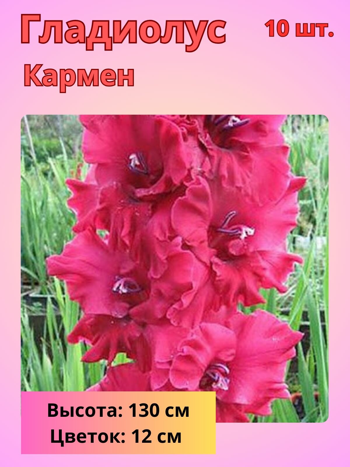 Гладиолус крупноцветковый Кармен, луковицы Гладиолуса