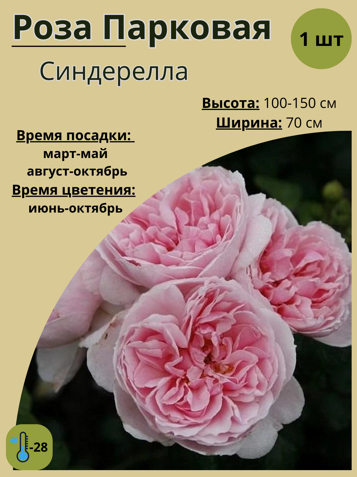 Роза парковая Синдерелла