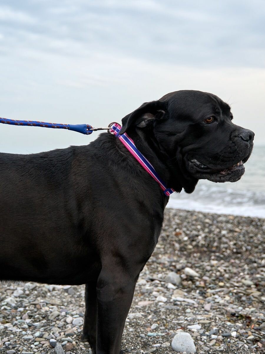 Ошейник для собак Japan Premium Pet с силиконовым креплением и двойной защитой Антисрыв. Размер L. Розовый