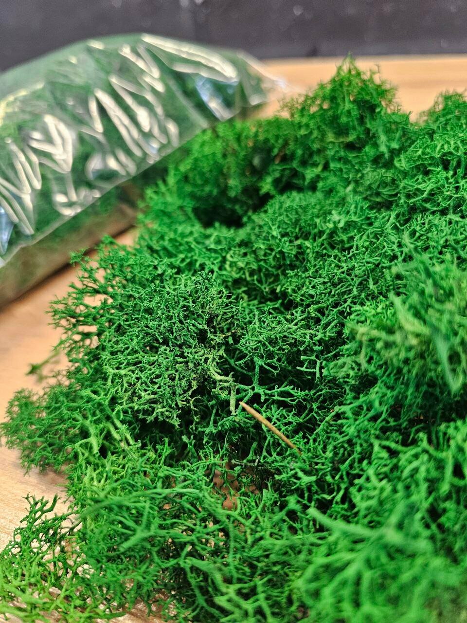 Корни мха для поделок 100грамм, для школы, поделок, стабилизированный мох, Хендмейд, для творчества.